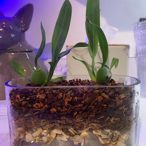 Mini Orchids Rare Perfect for Terrariums, Lonopsis, Mini Vandas, Mini ...