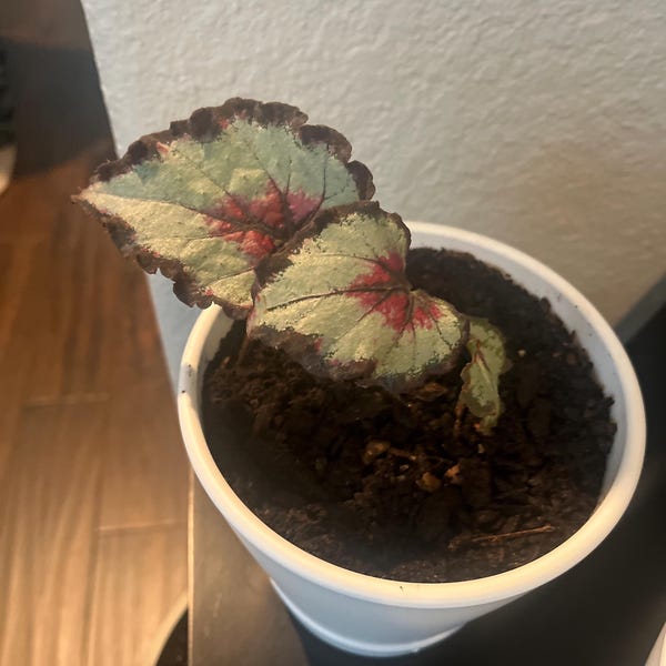 Philodendron 69686 Starter Plant ALL STARTER PLANTS Require You to ...