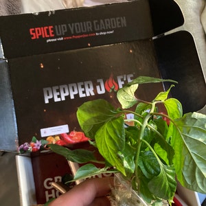 Snick Snack Pepper Seeds - Etsy