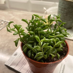 Tillandsia Stricta Iridescent Air Plants - Etsy