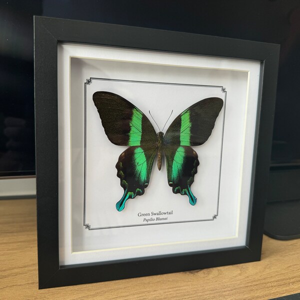 Spotted Sawtooth Butterfly Necklace, Real Butterfly Wing Necklace ...