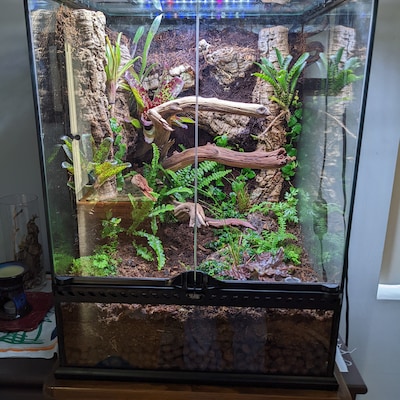 Charming Ficus Pumila Minima Miniature Creeping Fig for Lush Greenery ...