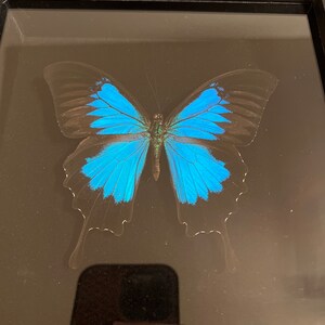 Rare Neon Blue Morpho Butterfly Morpho Absoloni Mounted and - Etsy