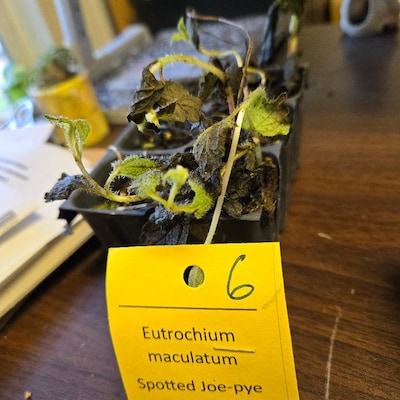 Schoenoplectus Pungens Common Threesquare Bareroot Live Plant Wetland ...