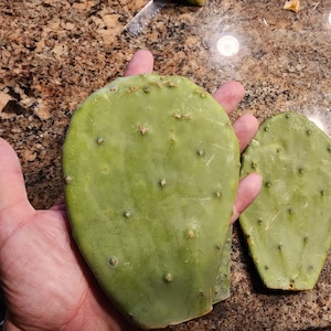 3 Small PADS Spineless Thornless Edible Nopales Prickly Pear Cactus ...