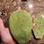 3 Small PADS Spineless Thornless Edible Nopales Prickly Pear Cactus ...
