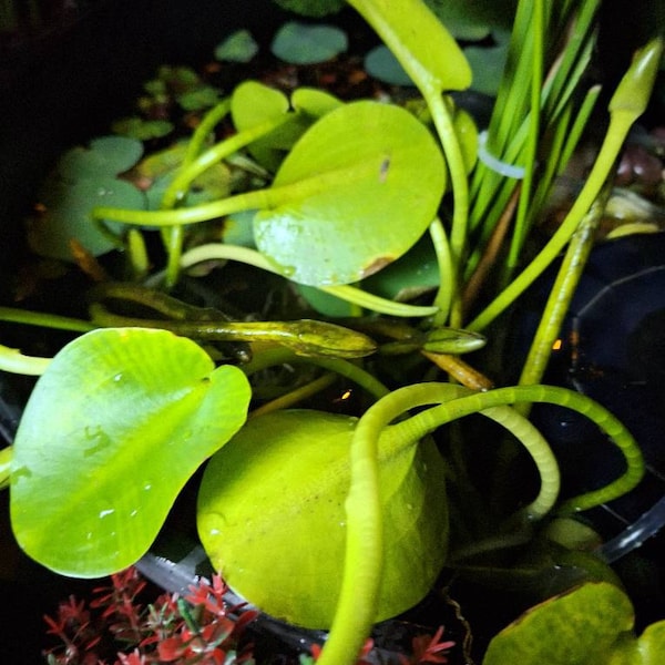 Dwarf Baby Tears or Hemianthus Callitrichoides Freshwater Aquarium ...