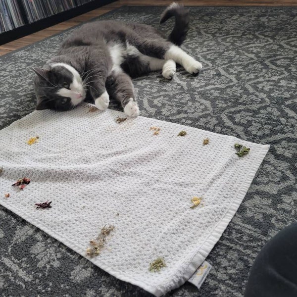 Cat Scent Enrichment Kit | 13 Herbs | Improve Wellbeing | Cat Toy | Cat ...