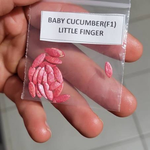 20 DUA GANG ( Dua Bo)- Asian Yellow Stripe Melon Conomon Seeds - Etsy