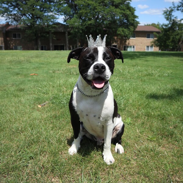 Crown for Dog or Cat /princess Dog Crown / Crown for Dog /princess ...