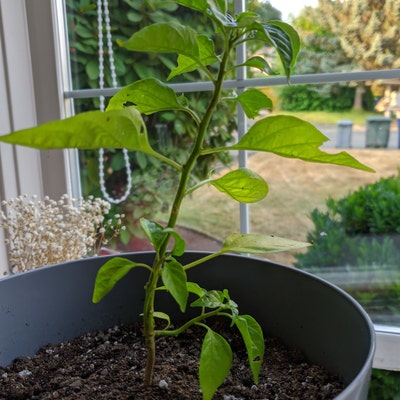 Capsicum Frutescens Red Wiri Wiri Pepper Plant Guyanese Pepper in 2.5 ...