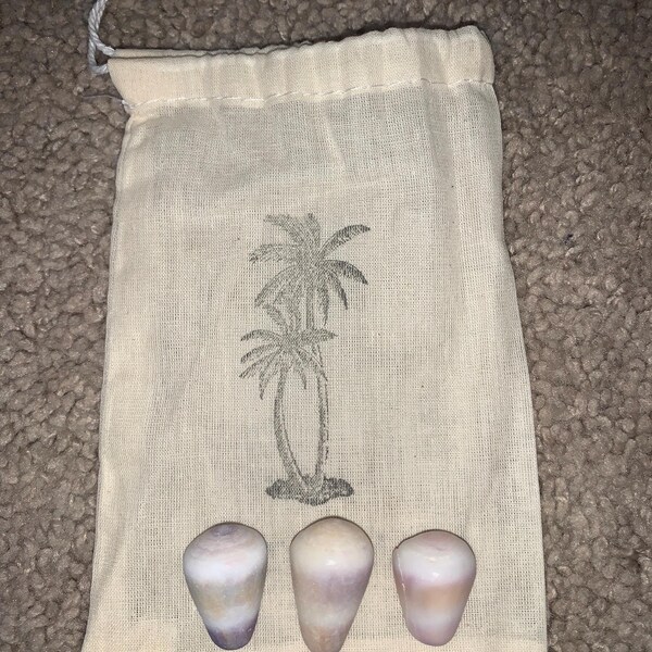 Large Hawaiian Cone Shells Handpicked Natural Authentic Hawaiian Shells ...