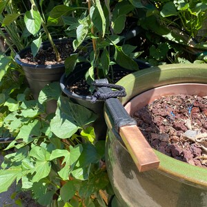 Solid Brazilian Cocobolo Tusk Walking Stick - Etsy
