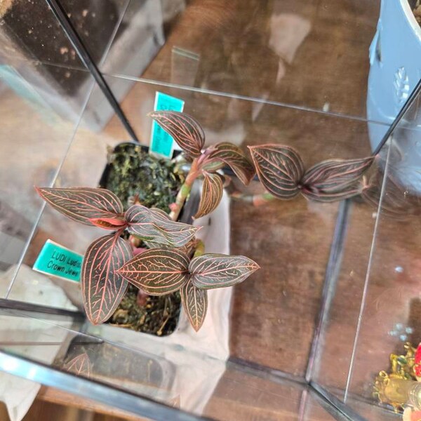 Large Size Jewel Orchid, Ludochilus 'sea Turtle', Live House Plant ...