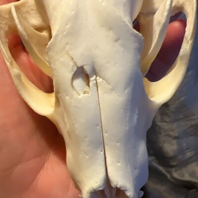 Authentic Montana American Bison Buffalo Jaw Bone - Etsy