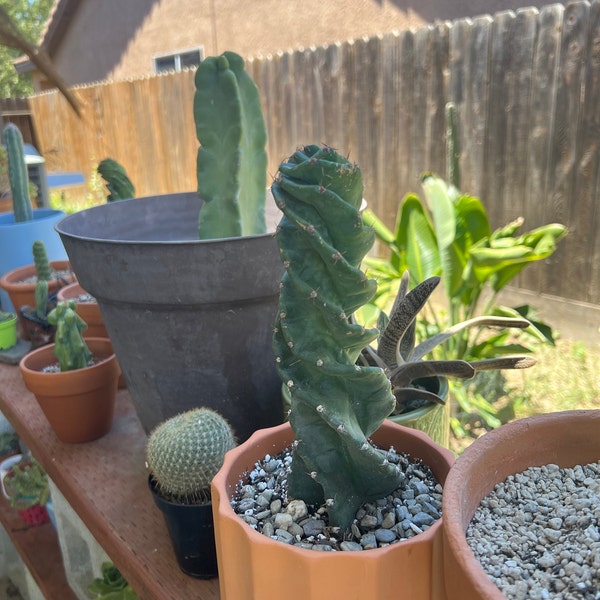 Spiral Cactus Cereus Forbesii 'spiralis' Twisted Rare Succulent Tornado ...