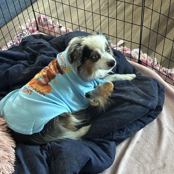 Designer Dog Hoodie or Shirt Prada "pawda" Fun Trendy Cozy Pet Sweater ...