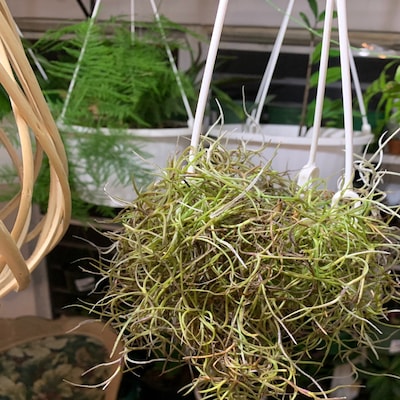 Natal Plum, Large Num Num Plant Cutting Organic Fruit Carissa ...