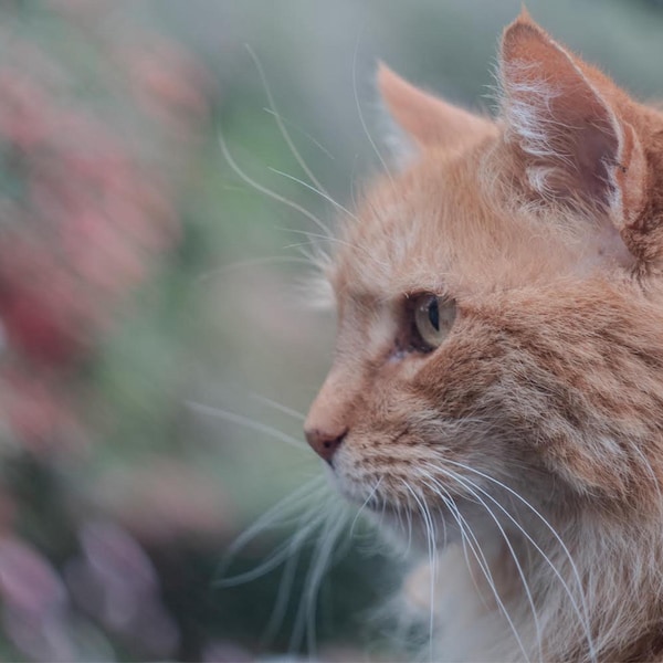 ANAMORPHIC Helios 44m 2/58mm Cine Mod Lens, Sony Nex Mount Vintage Lens ...