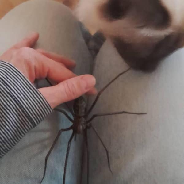 Giant Plastic Spider as Decoration | Double Sized Realistic Giant House ...
