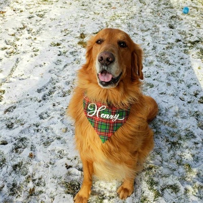 Money, Dollar Sign, Cash, Dollar Bill Dog Bandana, Handmade, Slide On ...