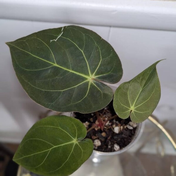 Anthurium King of Spades X Red Crystallinum (HURC) - Etsy