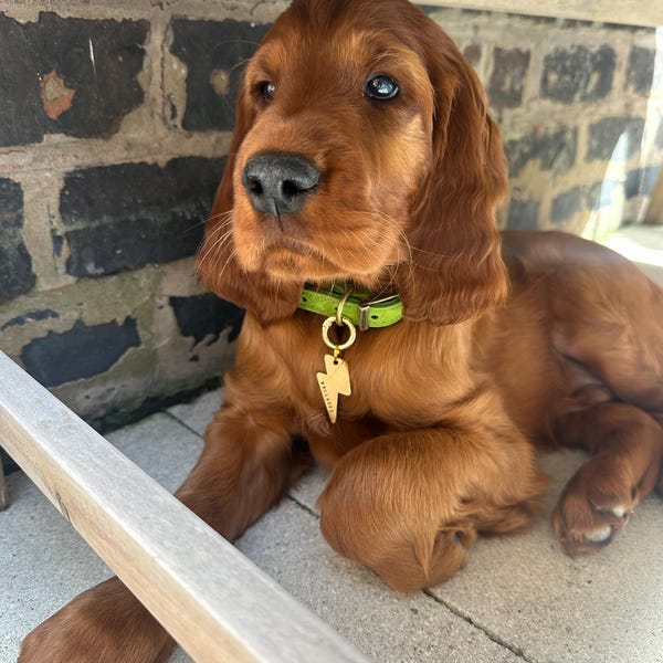 Dog Tag, Pet ID Tag, Dog Name Tag, Dog ID Tag Keyring, Brass ...