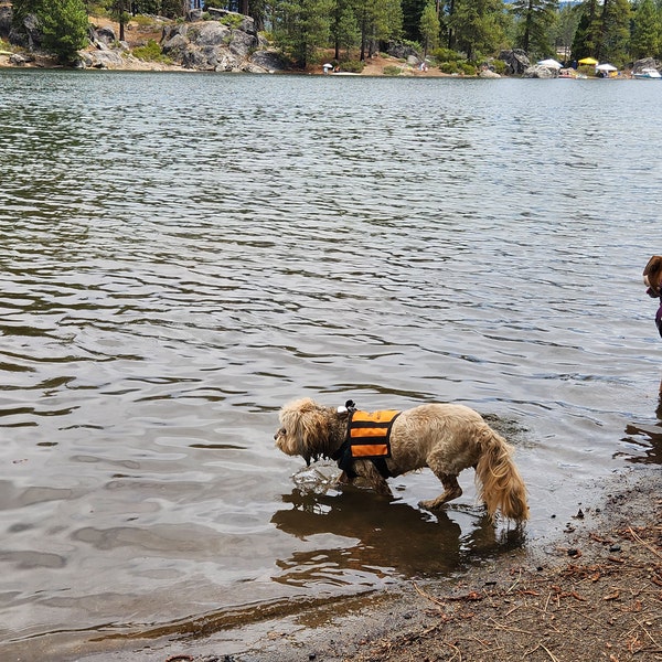 Custom Dog Vest | Adjustable Working Dog Gear, Dog Training, Handmade ...