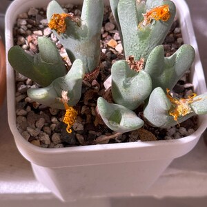 Plant one Lithops Dorotheae C300 - Etsy