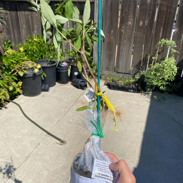 FIREBUSH Firefly Dwarf Scarlet Red Shrub Live Plant Orange Yellow ...