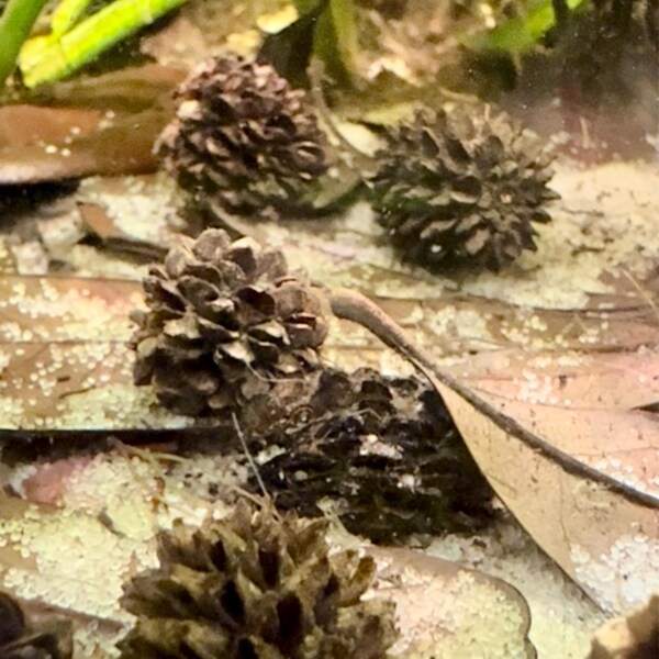 Bucephalandra Sp Silver Submerged Grown Aquarium, Terrarium, Paladarium ...