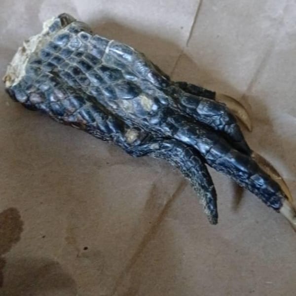 Large Bahama Queen Conch Shell Horn Trumpet (pink) 7"+ - Etsy