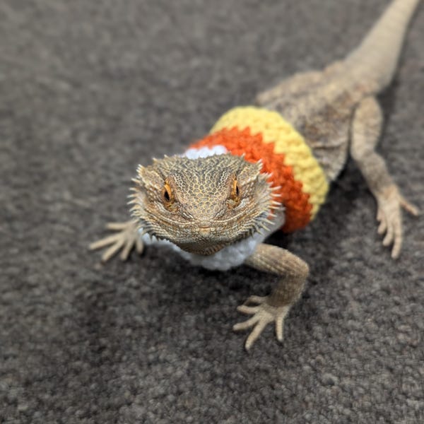 Bearded Dragon Candy Corn Costume Sweater, Halloween Lizard Sweater ...
