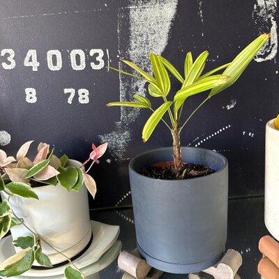 Actual Plant RARE Variegated Alocasia frydek Albo Mint Hybrid Sport ...