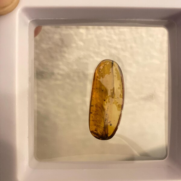 STUNNING LEAVES Inclusion in Burmese / Burmite Amber Fossil / 100% ...