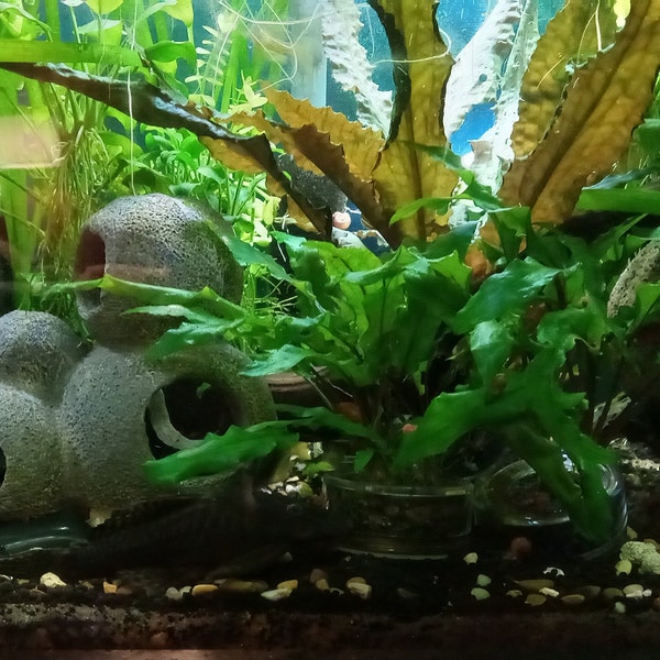 Hopniss apios Americana Tubers Improved LSU Cultivar Generous 4 Oz ...