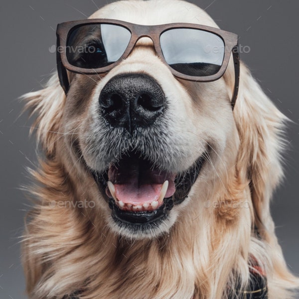 Dust Collection, Mitre Attachment, Router Dust Collector, Tablesaw Dust ...