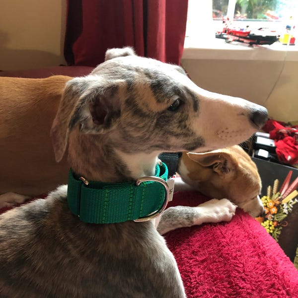 Emerald 'atacama' Whippet Greyhound Italian Lurcher Sighthound ...