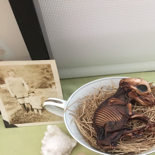 Petrified/mummified/preserved Fetal Piglet - Etsy