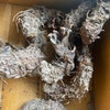 25 Dalbergia Melanoxylon Seeds, African Blackwood Seeds , Grenadilla ...