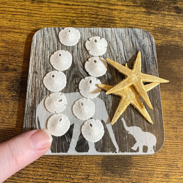 1 to 200 Pieces Tiny Mini Real Sand Dollars White 1/2 to 1 5/8" Inch ...