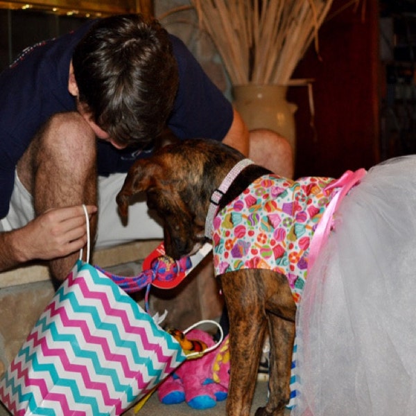 Cupcake Dog Harness Dress, Birthday Dog Dress, Tutu Dog Dress, Dog ...