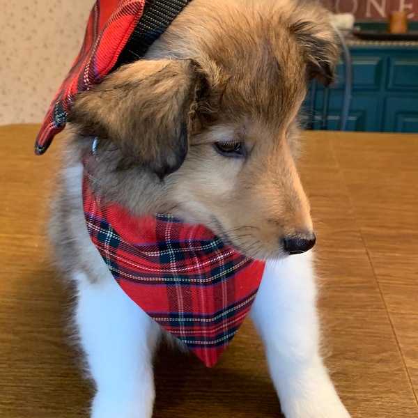 Balmoral Bonnet Dog Hat, Dog Hat, Caubeen Dog Hat, Dog Cap, Dog Bonnet ...