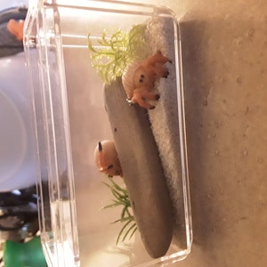 Miniature Hermit Crab Terrarium No Fuss Desk Pet for Kid or | Etsy