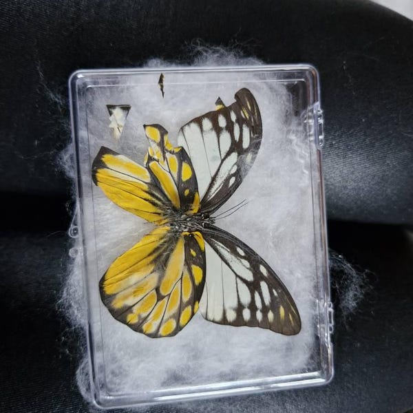 Personalized Butterfly Specimen, Custom Base Engraved Butterfly ...