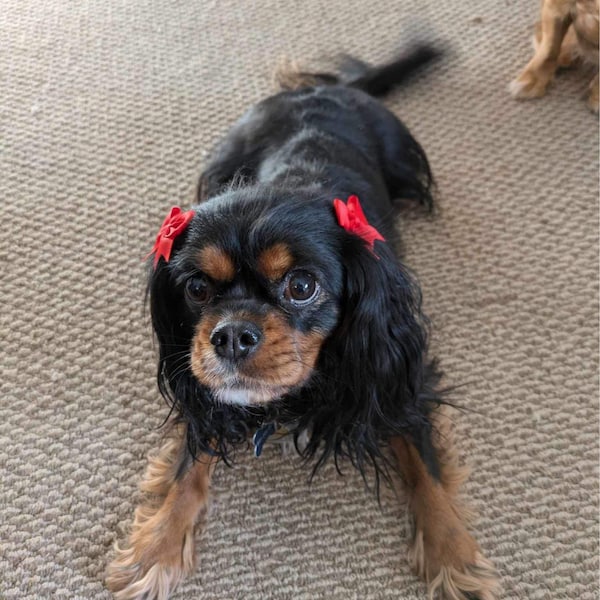 Personalized Flower Dog Toy With Squeaker: Handmade in USA - Etsy