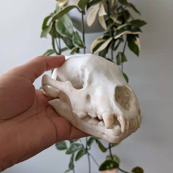 Wolverine (north American) Skull Replica (museum Quality) - Etsy