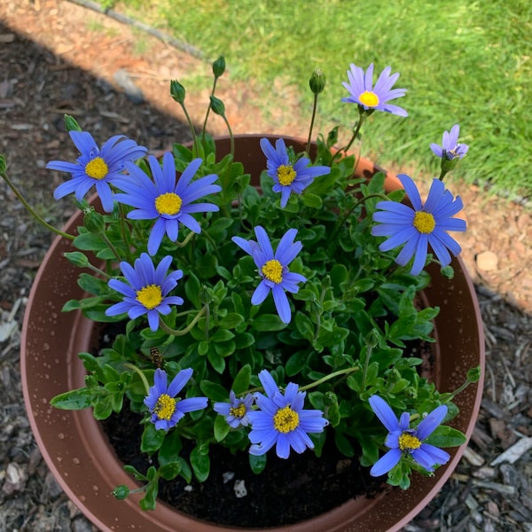 Blue Felicia Daisy , or San Gabriel , 4" or 1 GL Pot - Etsy