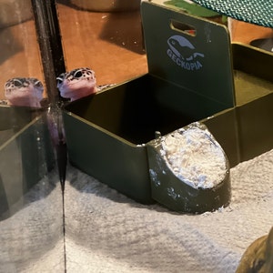 3.0 Geckopia Triple Dish Leopard Gecko Dish Reptile Dish Gecko Dish ...