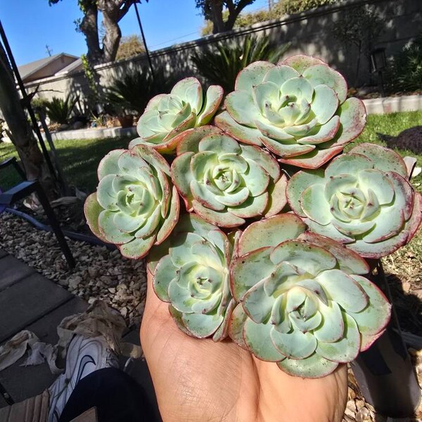 Echeveria Atlantis-succulent - Etsy